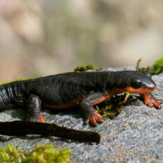 Great Crested Newt Facts and Pictures