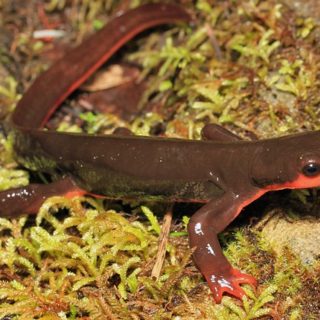Red Bellied Newt Facts and Pictures