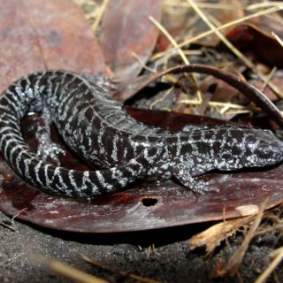 Flatwoods Salamander Facts and Pictures