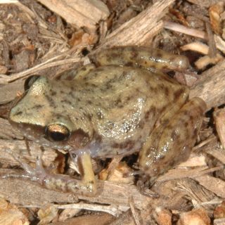 Rio Grande Chirping Frog Facts and Pictures