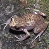 Vampire Frog Facts and Pictures