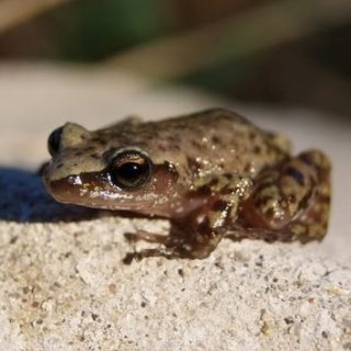 Rio Grande Chirping Frog Facts and Pictures