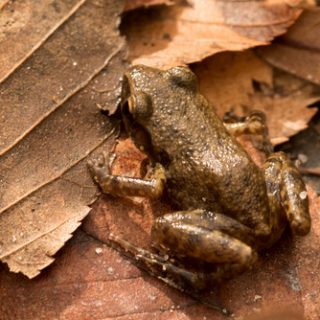 Rio Grande Chirping Frog Facts and Pictures