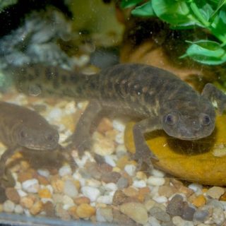 Spanish Ribbed Newt Facts and Pictures