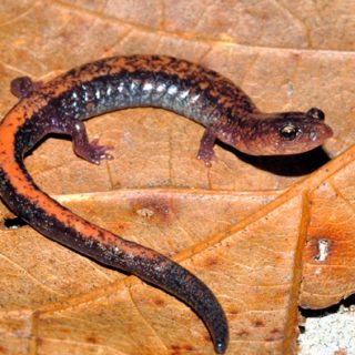 Shenandoah Salamander Facts and Pictures