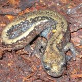 Lesser Siren Facts and Pictures