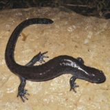 Lesser Siren Facts and Pictures