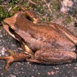 Brown Tree Frog Facts and Pictures