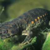 Spanish Ribbed Newt Facts and Pictures