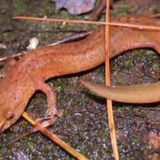 Spring Salamander Facts and Pictures