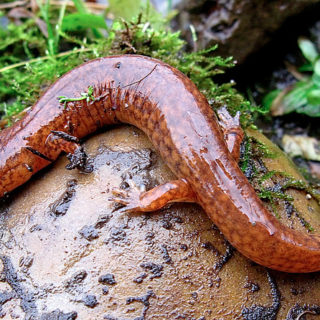 Spring Salamander Facts and Pictures