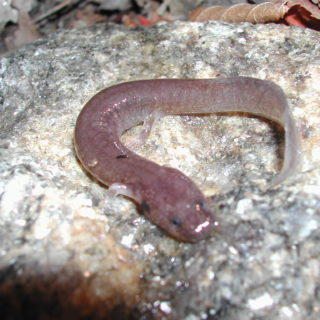 Spring Salamander Facts and Pictures