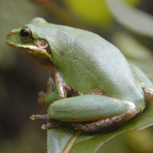 Waterfall Frog Facts and Pictures