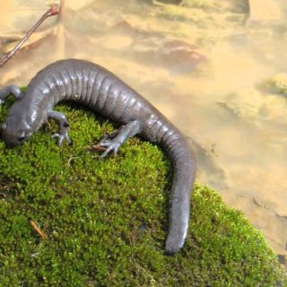 Streamside Salamander - Amphibian Fact