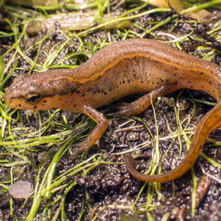 Striped Newt Facts and Pictures