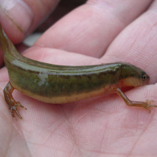 Striped Newt Facts and Pictures