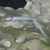 Lesser Siren Facts and Pictures