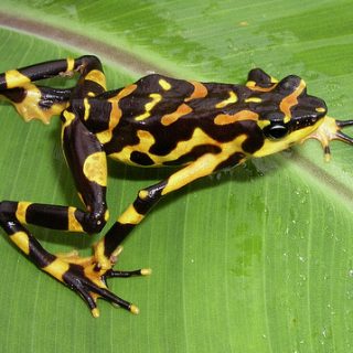 Clown Frog Facts and Pictures