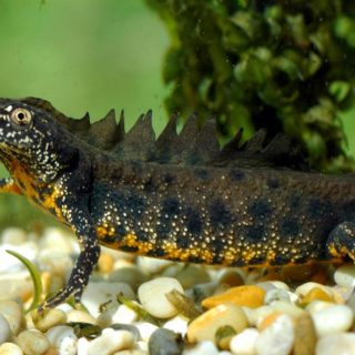 Great Crested Newt Facts and Pictures