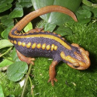 Emperor Newt Facts and Pictures