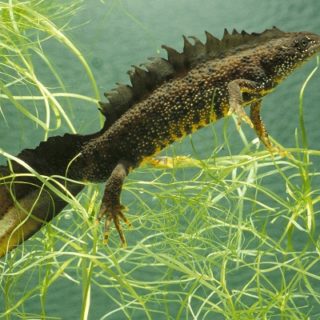 Great Crested Newt Facts and Pictures