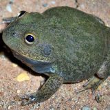 Vampire Frog Facts and Pictures
