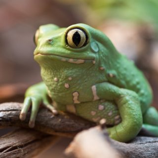 Pacific Tree Frog Facts and Pictures