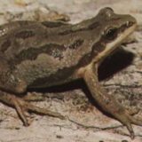 Western Chorus Frog Facts and Pictures
