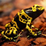 Vampire Frog Facts and Pictures