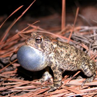 Houston Toad Facts and Pictures