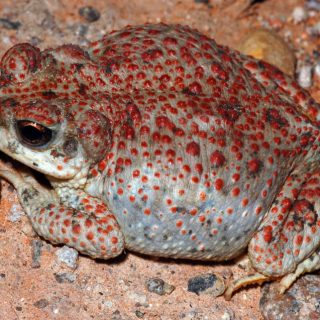 Red Spotted Toad Facts and Pictures