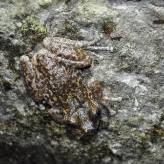Waterfall Frog Facts and Pictures