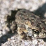 Fowler's Toad Facts and Pictures
