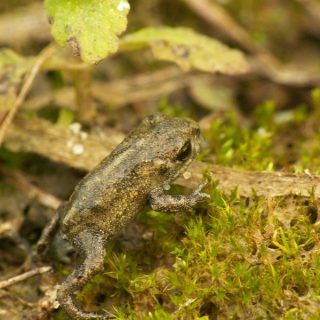 Natterjack Toad Facts and Pictures