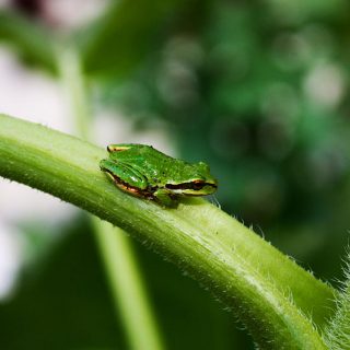 Pacific Tree Frog Facts and Pictures