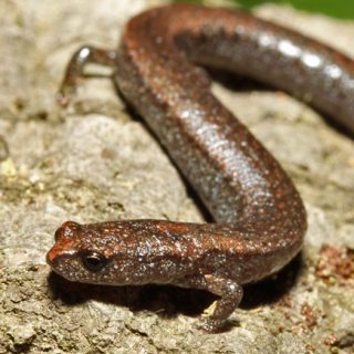 Lesser Siren Facts and Pictures