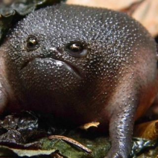 Black Rain Frog Facts and Pictures