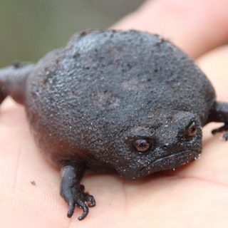 Black Rain Frog Facts and Pictures