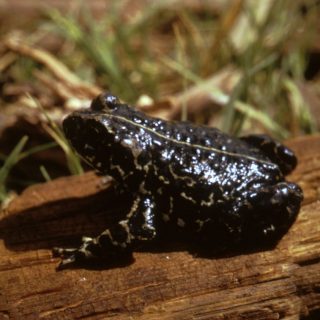 Black Toad Facts and Pictures