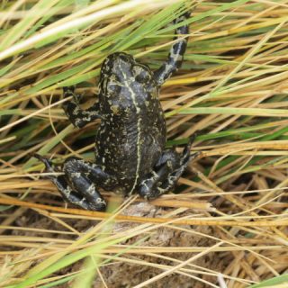 Black Toad Facts and Pictures