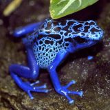 Vampire Frog Facts and Pictures