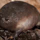 Black Rain Frog Facts and Pictures