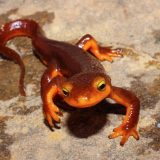 California Newt Facts and Pictures