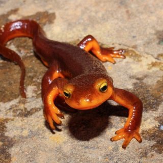Newts: Facts and List of Types With Pictures - Amphibian Fact