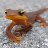 California Newt Facts and Pictures