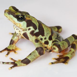 Clown Frog Facts and Pictures