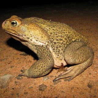 Rococo Toad Facts and Pictures
