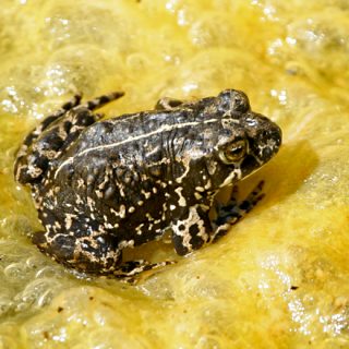 Black Toad Facts and Pictures