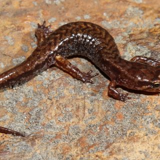 Lesser Siren Facts and Pictures