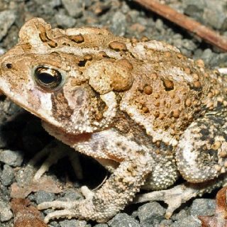 Eastern American Toad Facts and Pictures